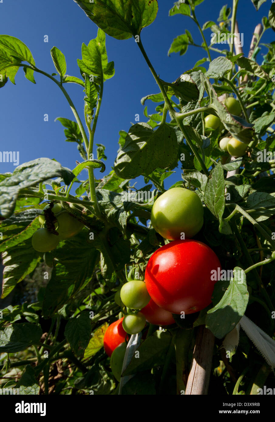 Canada farm tomato hi-res stock photography and images - Alamy