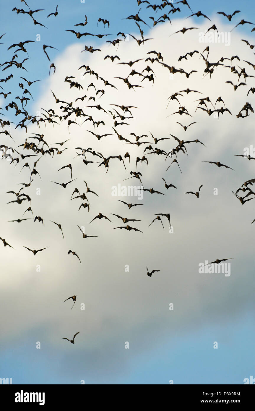 wrinkled lipped bats at dusk Stock Photo - Alamy