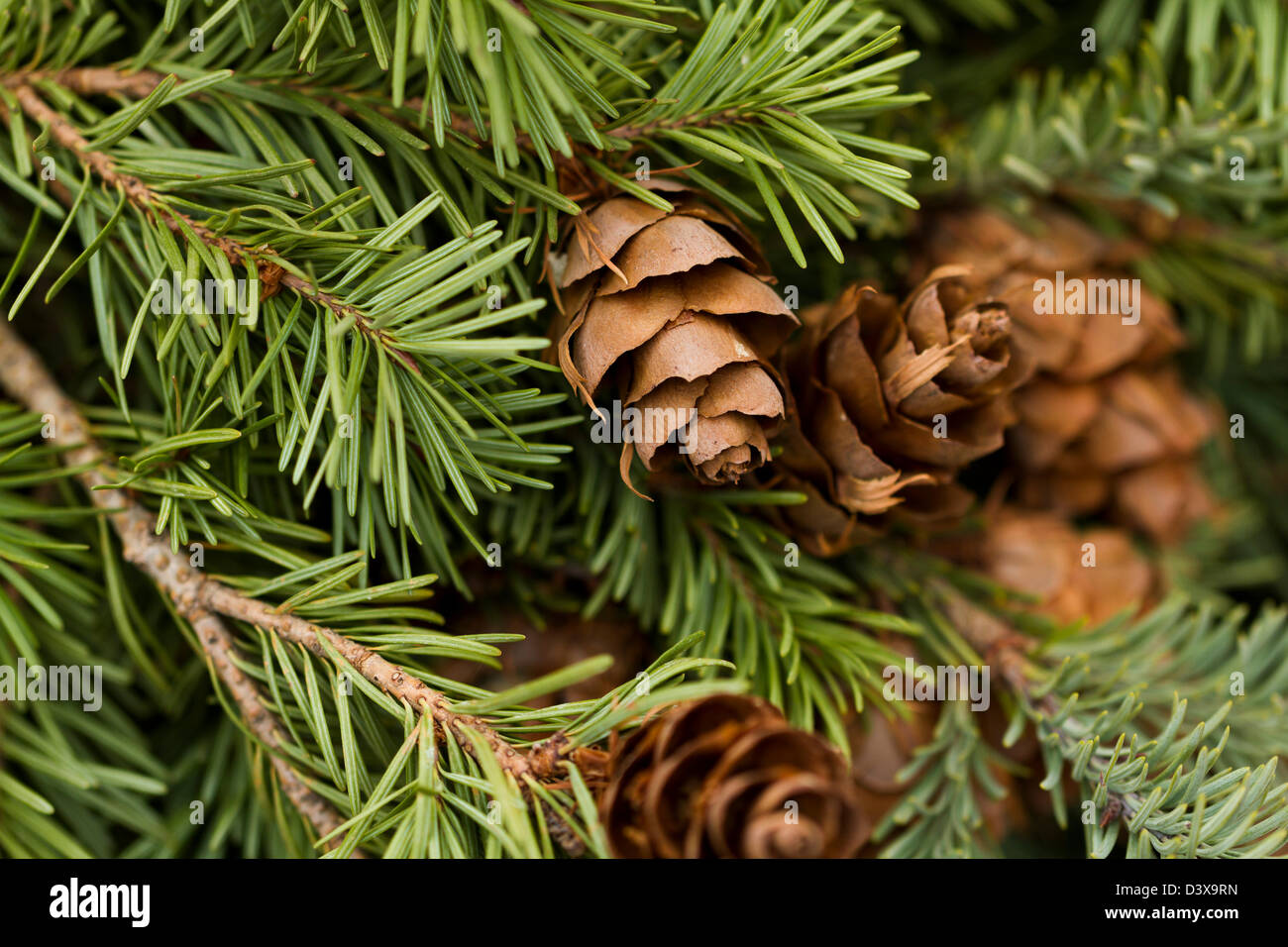 Pine cones on evergreen branches Stock Photo - Alamy