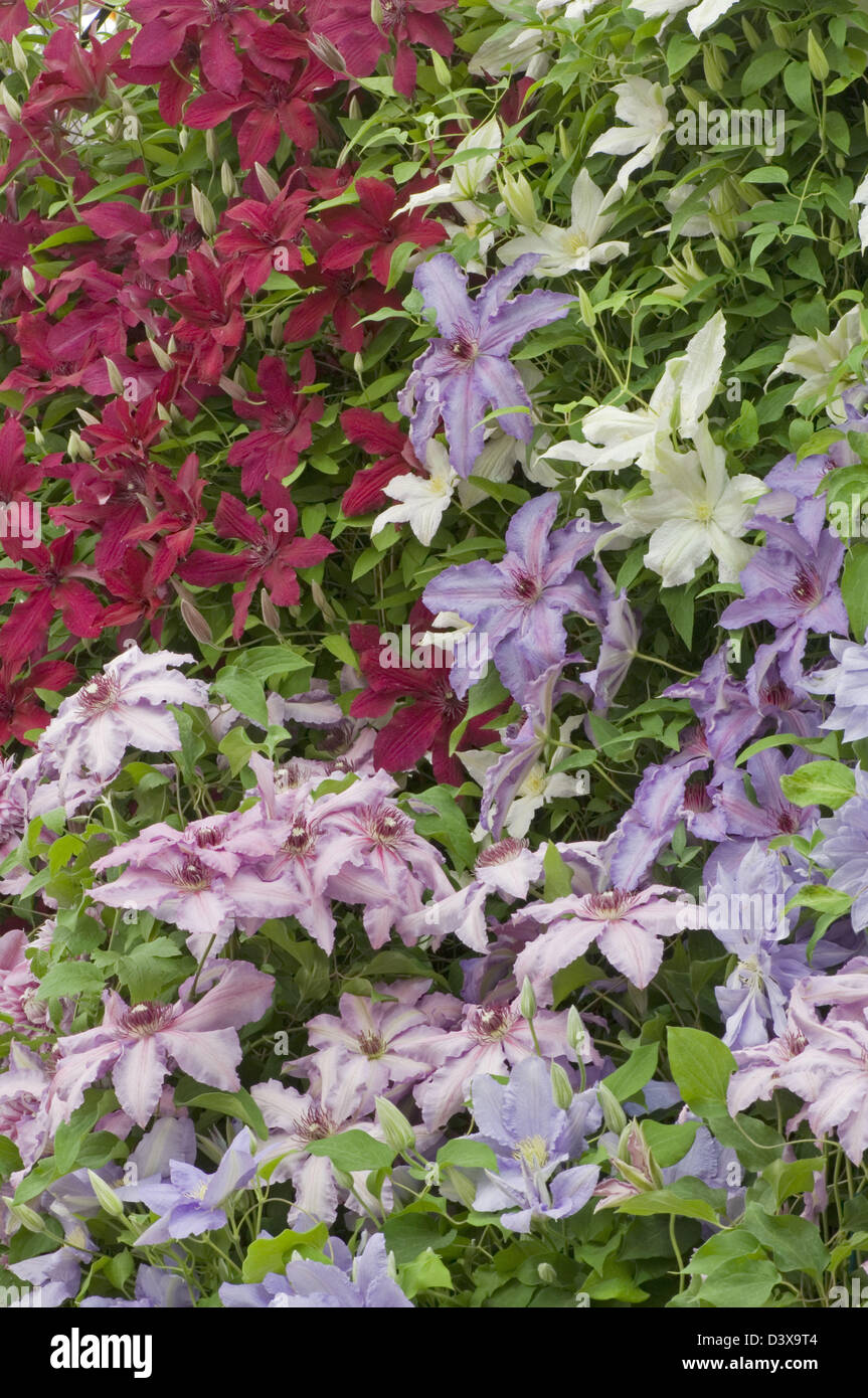 Mixed group of clematis on Gold Medal exhibit at Chelsea 2008 by ...
