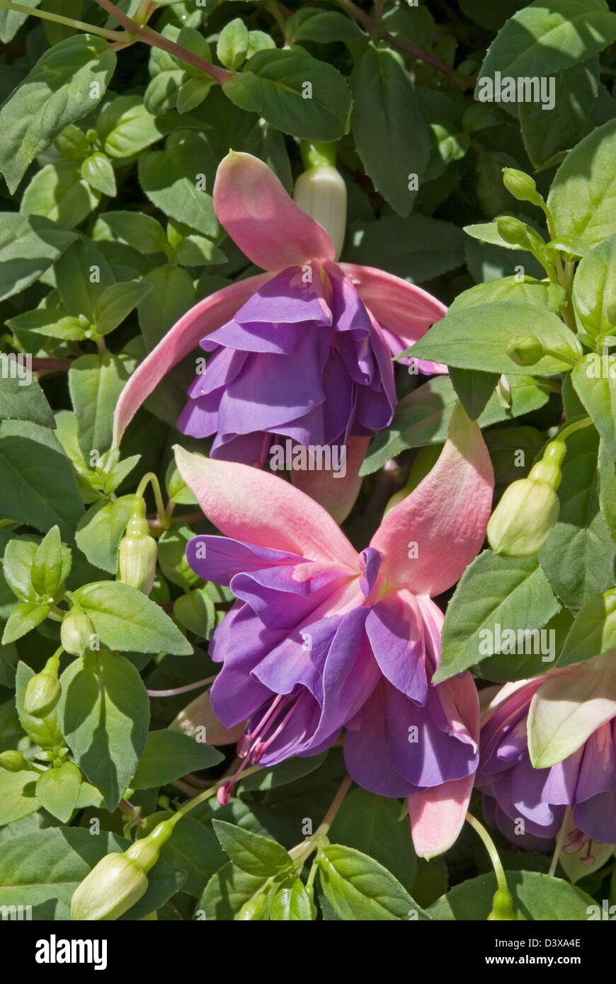Fuchsia 'Irene Sinton' 'Southern Belles' series Stock Photo - Alamy