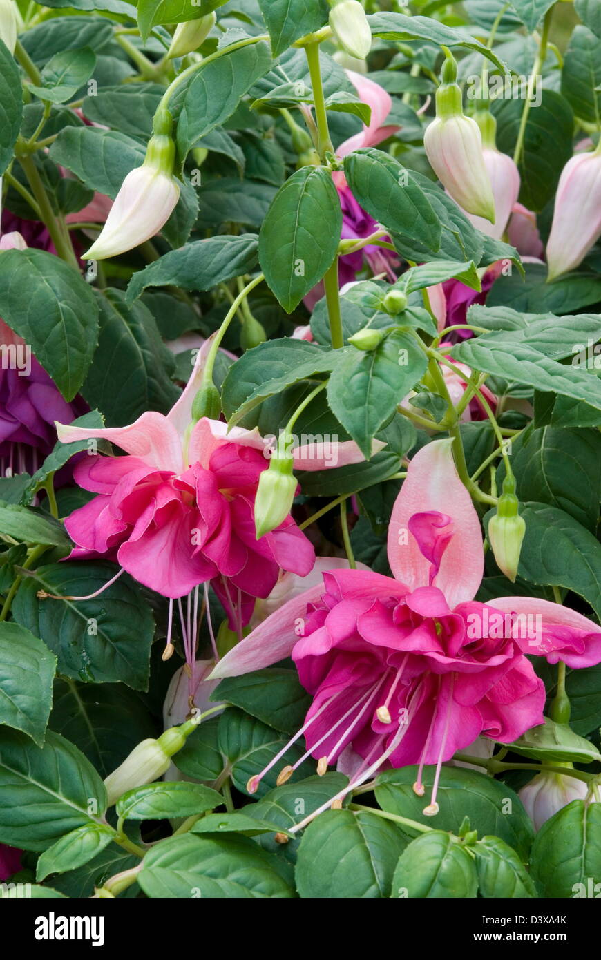 Fuchsia bella rosella southern belles hi-res stock photography and ...