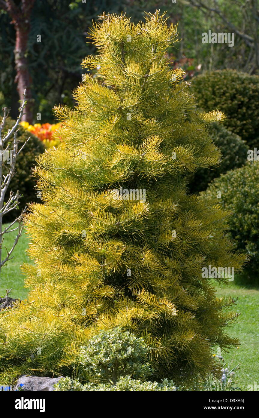 White Fir Abies concolor 'Wintergold' Date: 31.10.2008 Ref: ZB907 ...