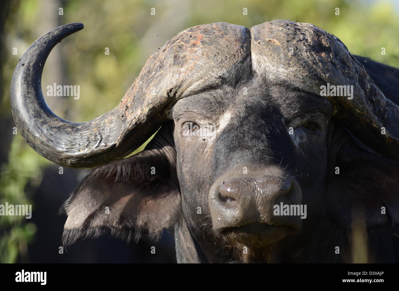 Photos of Africa, Buffalo head facing camera Stock Photo - Alamy