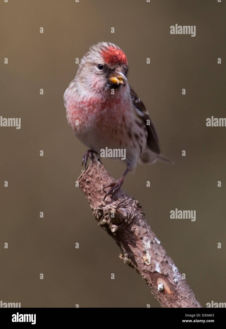 Lesser redpoll hi-res stock photography and images - Alamy