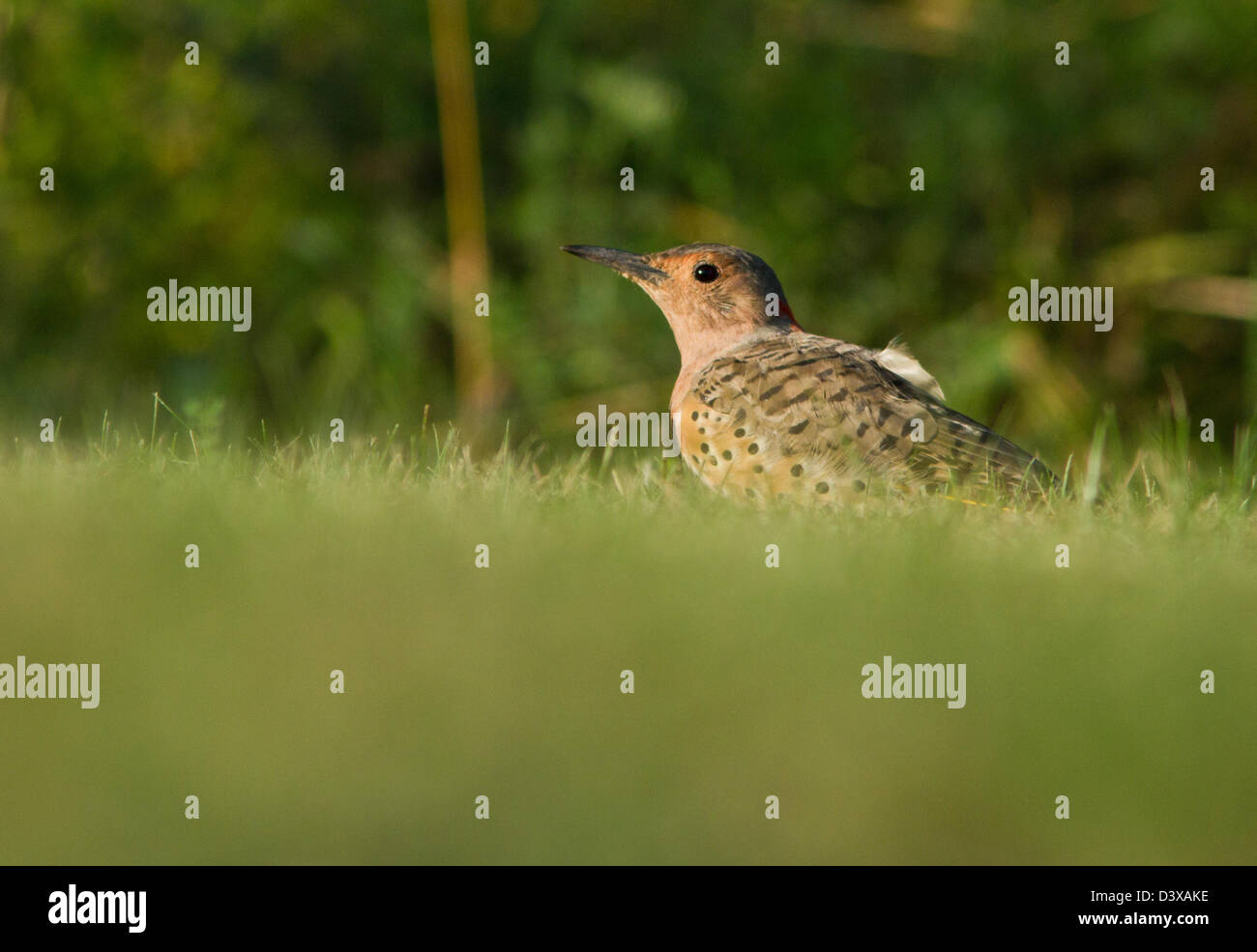 Female northern flicker hi-res stock photography and images - Alamy