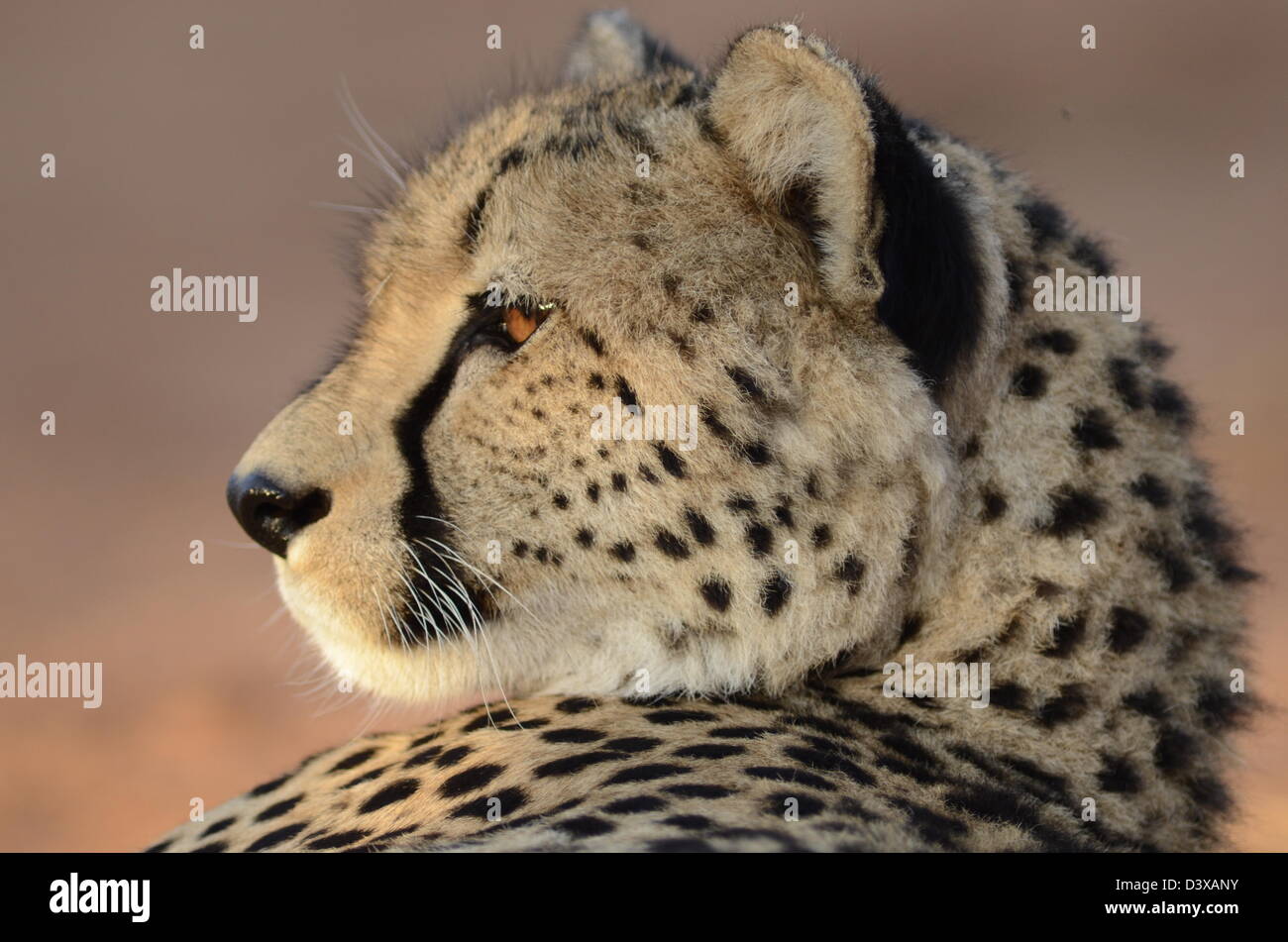 Photos of Africa , Cheetah head facing away from camera Stock Photo - Alamy