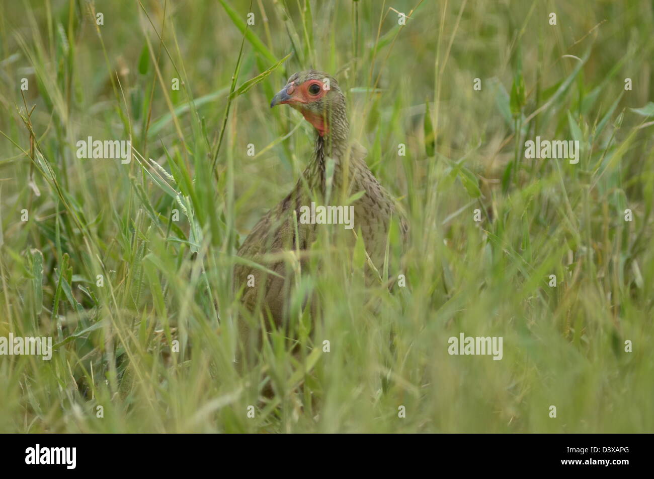 Photos of Africa, Fisant in long green grass Stock Photo - Alamy