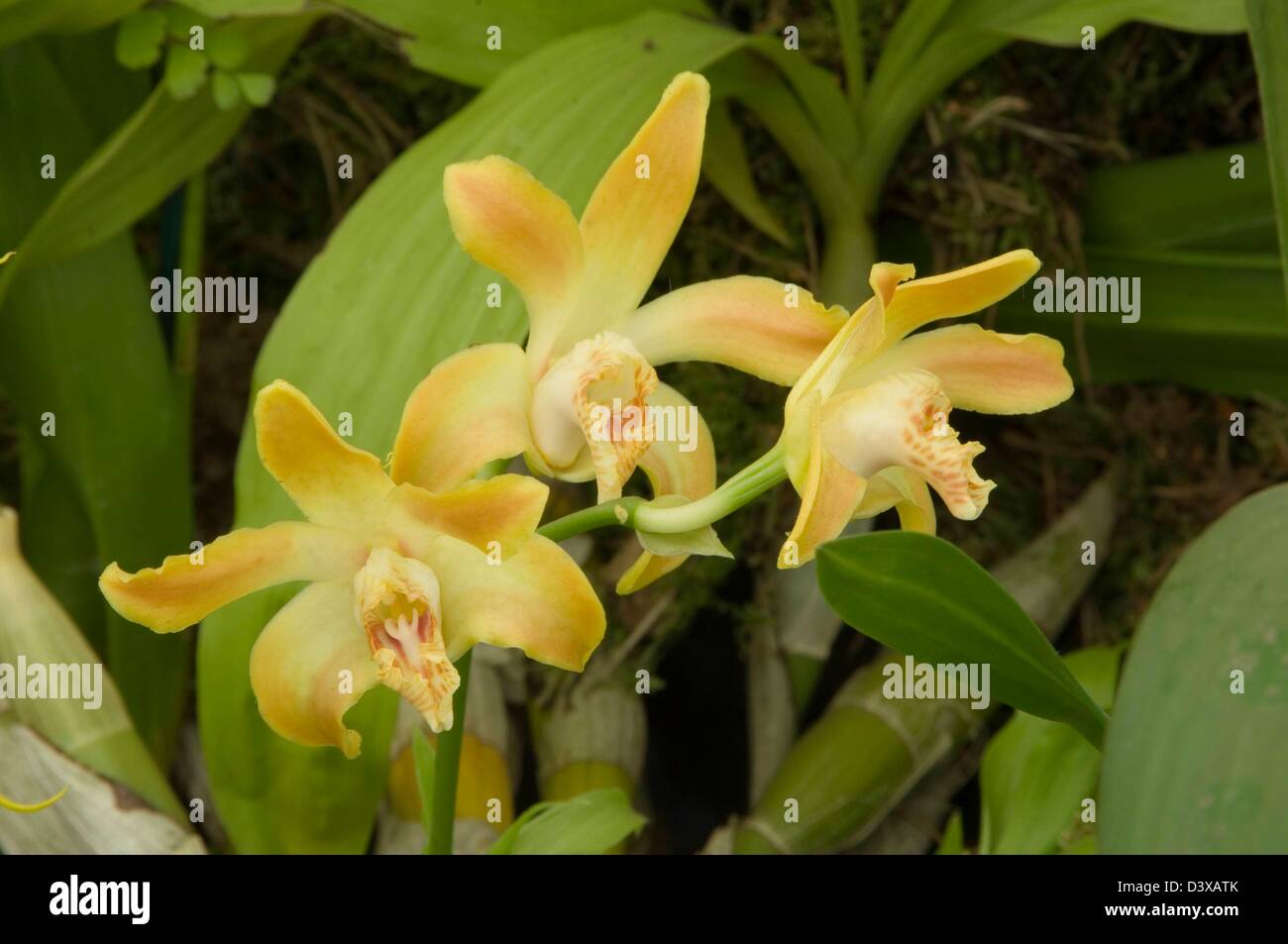 CHYSIS AUREA Date: 31.07.2008 Ref: ZB907 117473 0015 COMPULSORY CREDIT ...