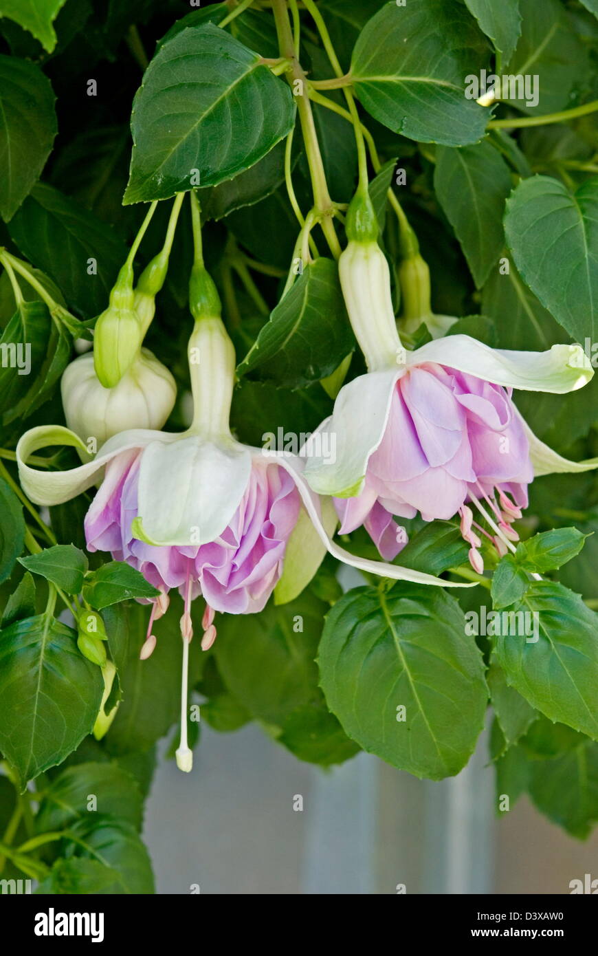 Fuchsia 'Wendy's Beauty' 'Southern Belles' series Stock Photo - Alamy