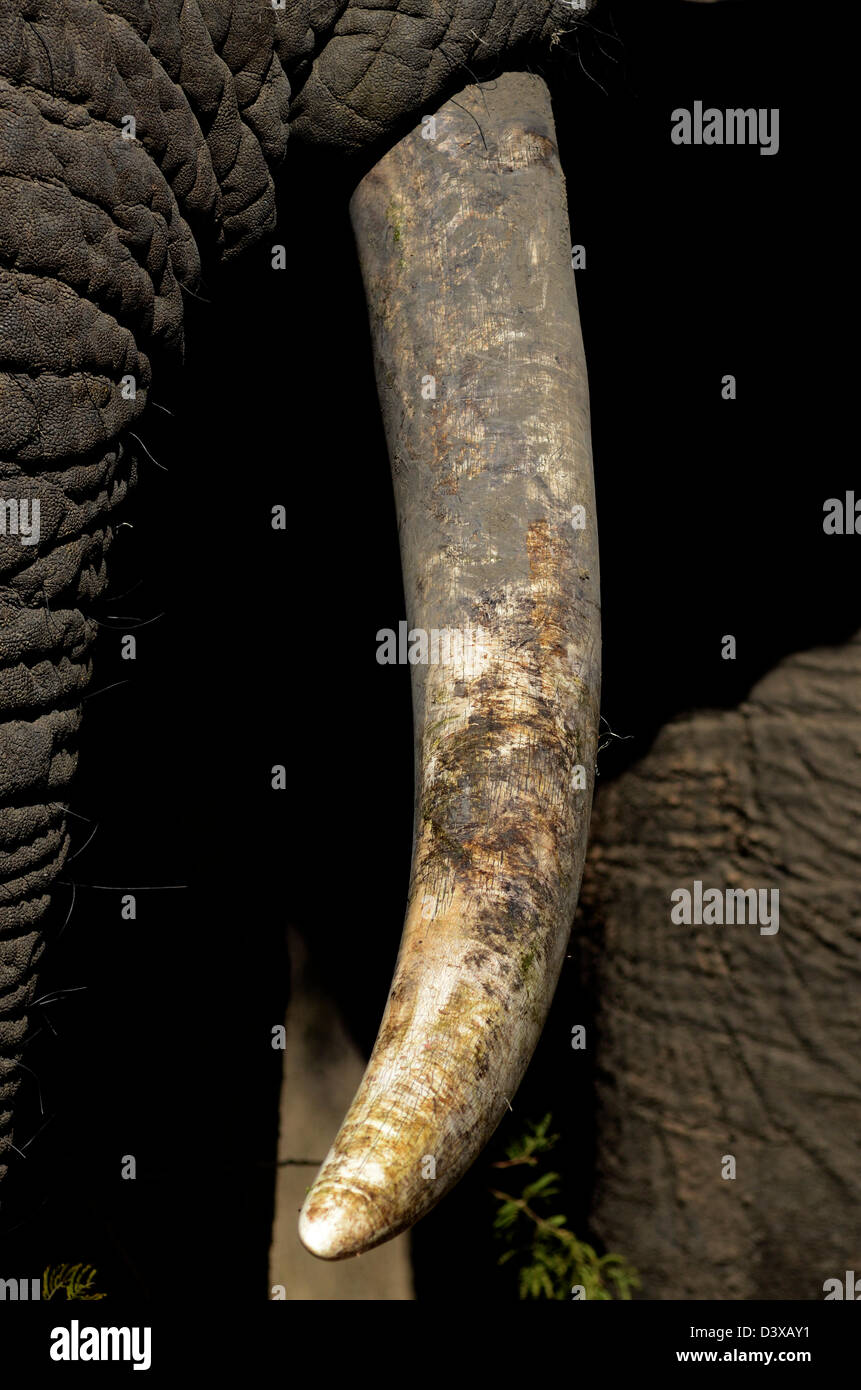 Photos of Africa, African Elephant's tusk close up Stock Photo - Alamy