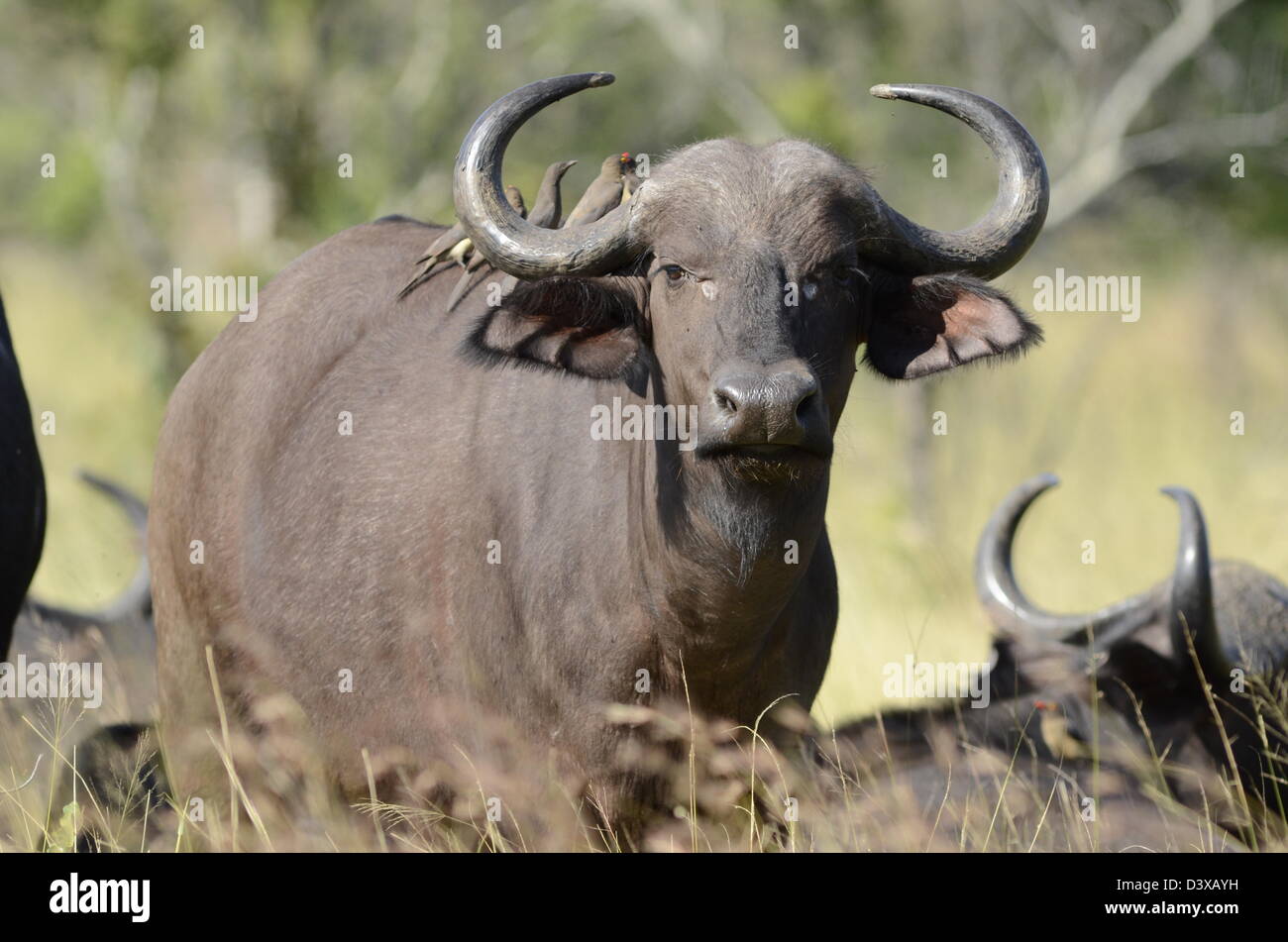 Buffalo photos hi-res stock photography and images - Alamy