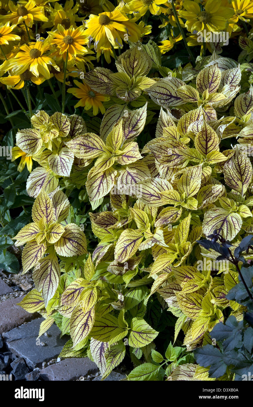 Coleus Lime High Resolution Stock Photography and Images - Alamy