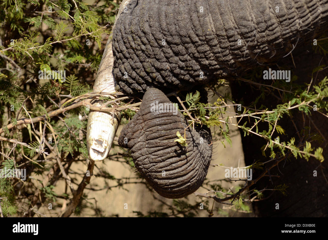 Photos of Africa, African Elephant's trunk Stock Photo - Alamy