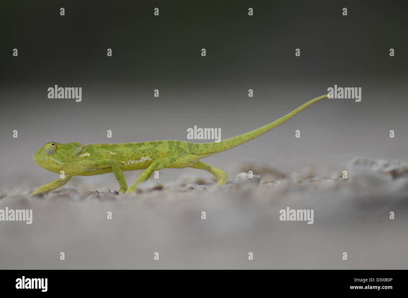 Photos of Africa, Chameleon walk on floor full body Stock Photo - Alamy