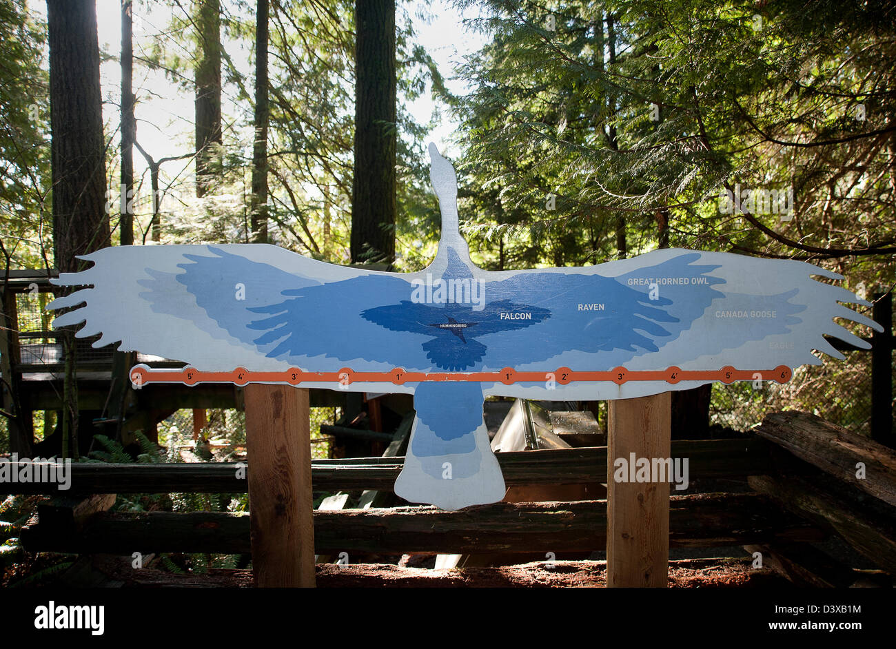 Wing span measurement hi-res stock photography and images - Alamy