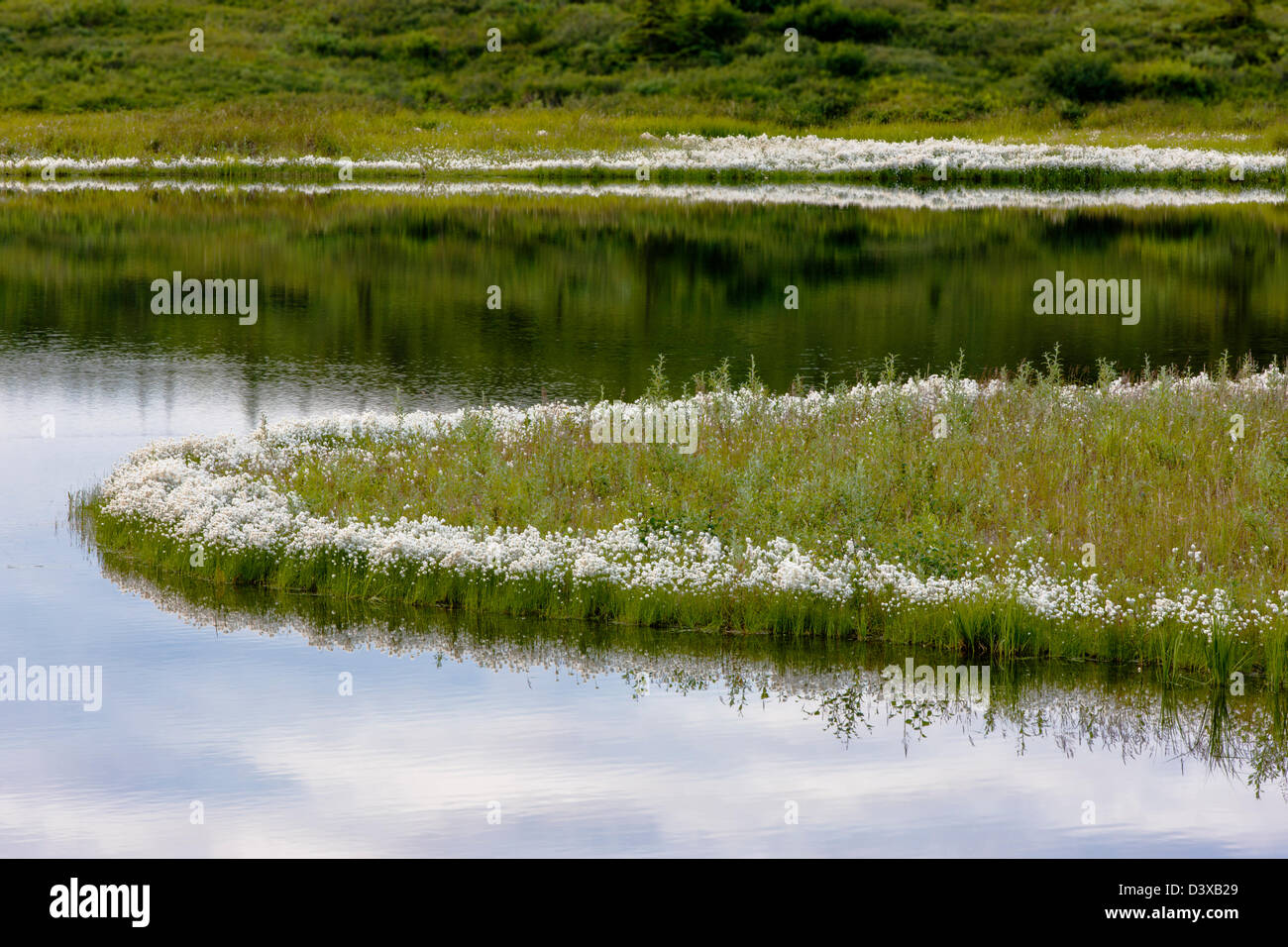 Alaska Cotton Grass (Eriophorum brachyantherm) grows along a tundra ...