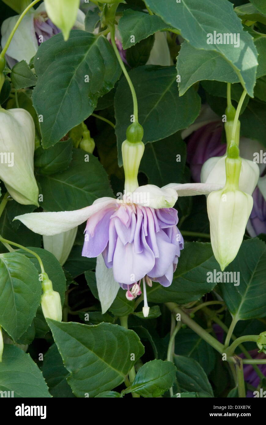 Fuchsia 'Quasar' 'Southern Belles' series Stock Photo - Alamy