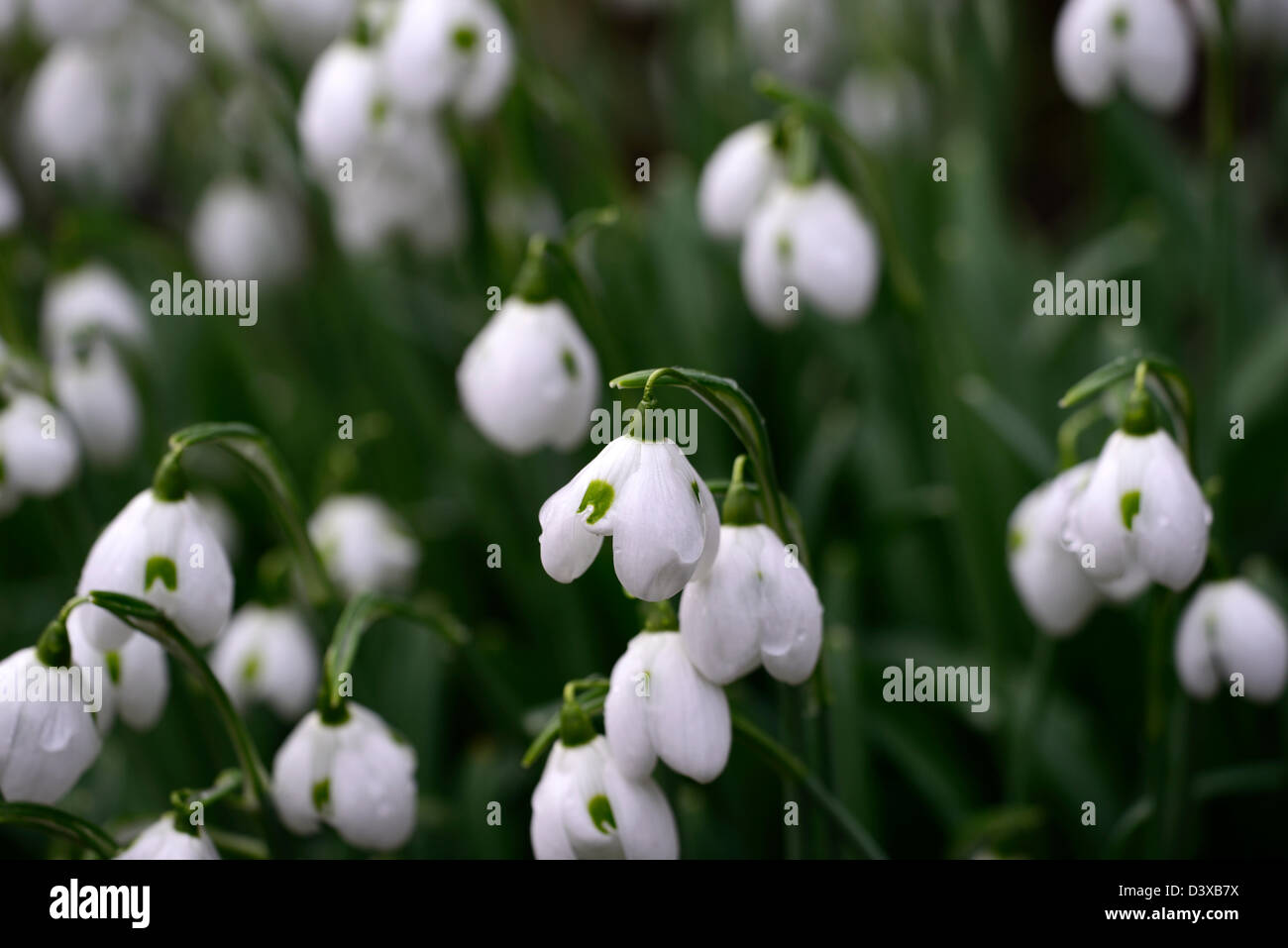 Hippolyta snowdrop hi-res stock photography and images - Alamy