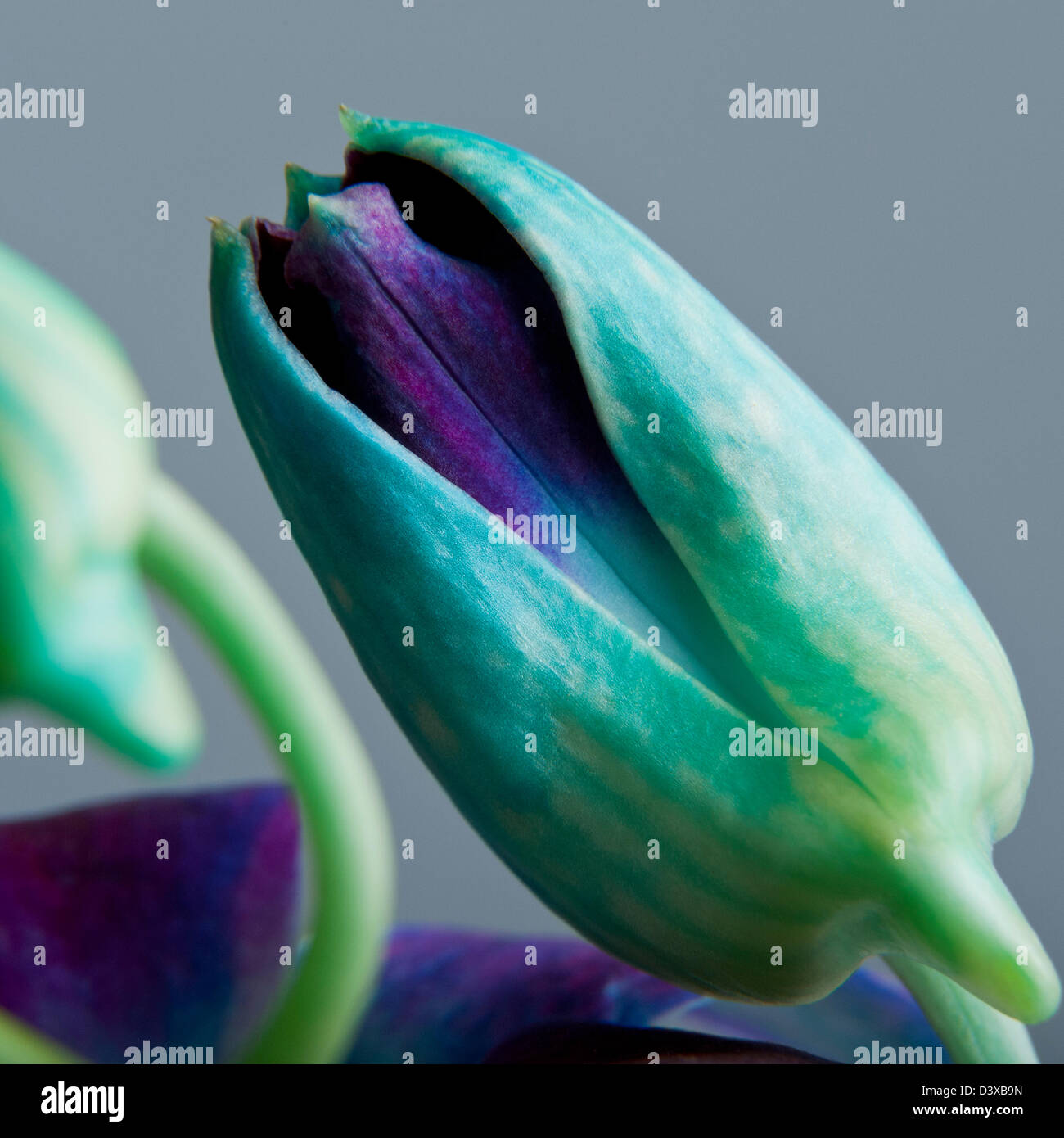 Close-up of purple tulip buds Stock Photo - Alamy