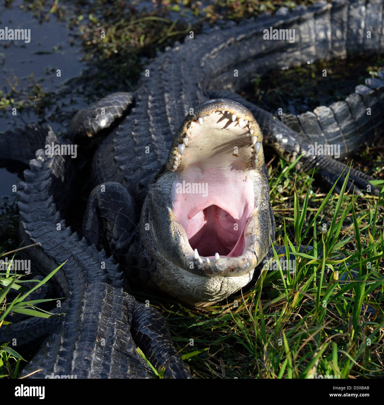 Alligator With Open Mouth , Closeup Shot Stock Photo - Alamy