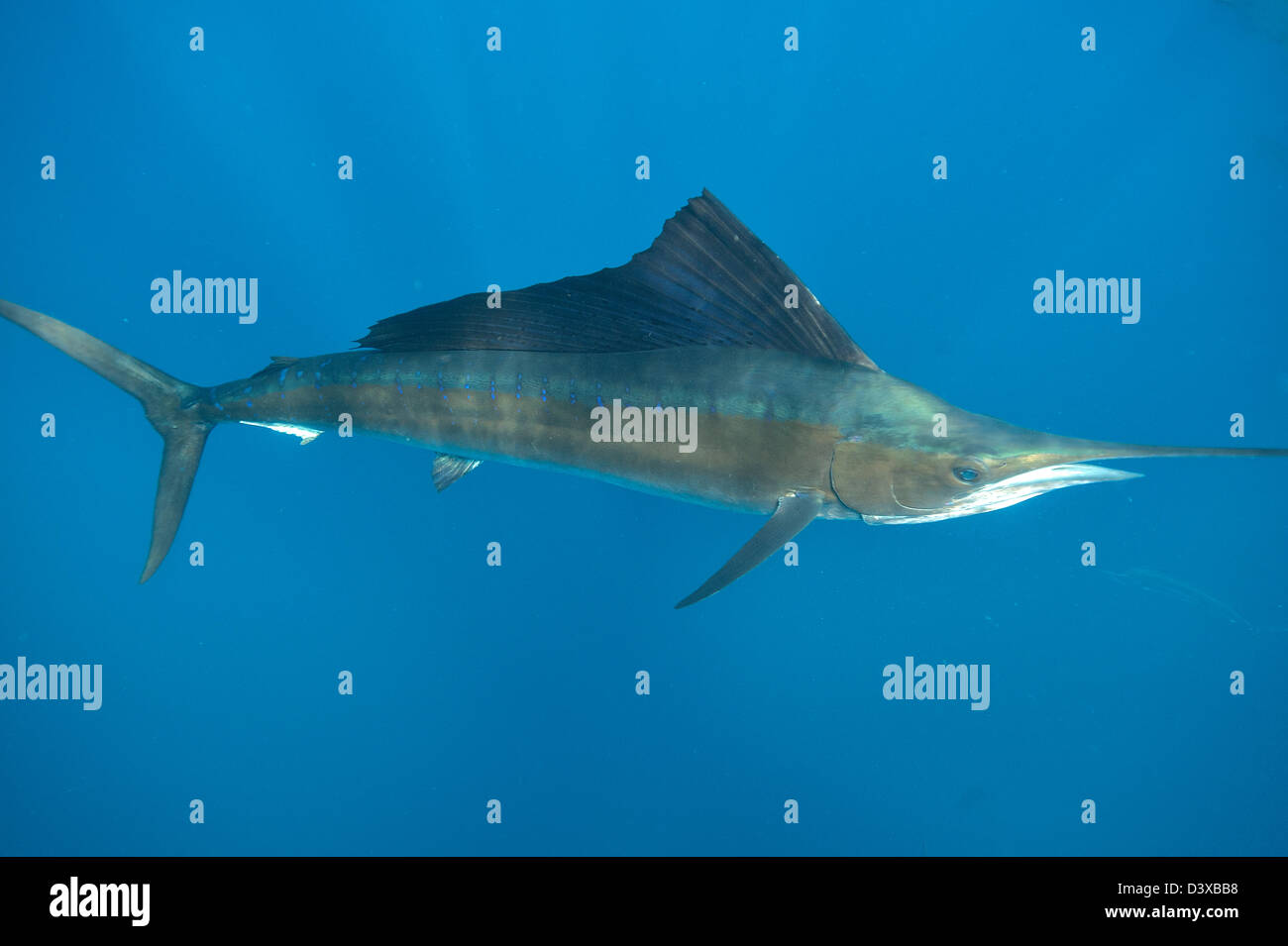 Sailfish hi-res stock photography and images - Alamy