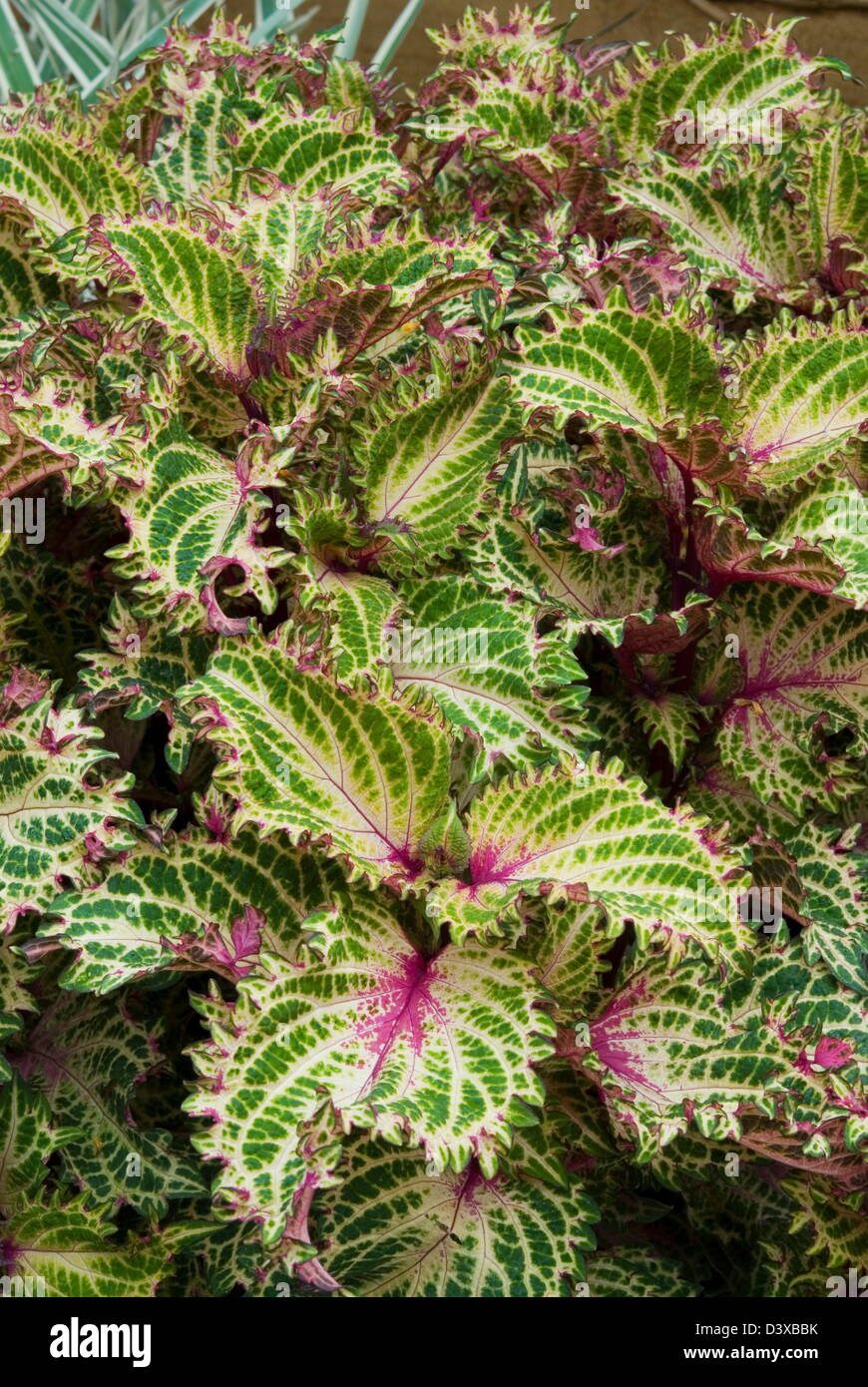 Peters wonder hi-res stock photography and images - Alamy