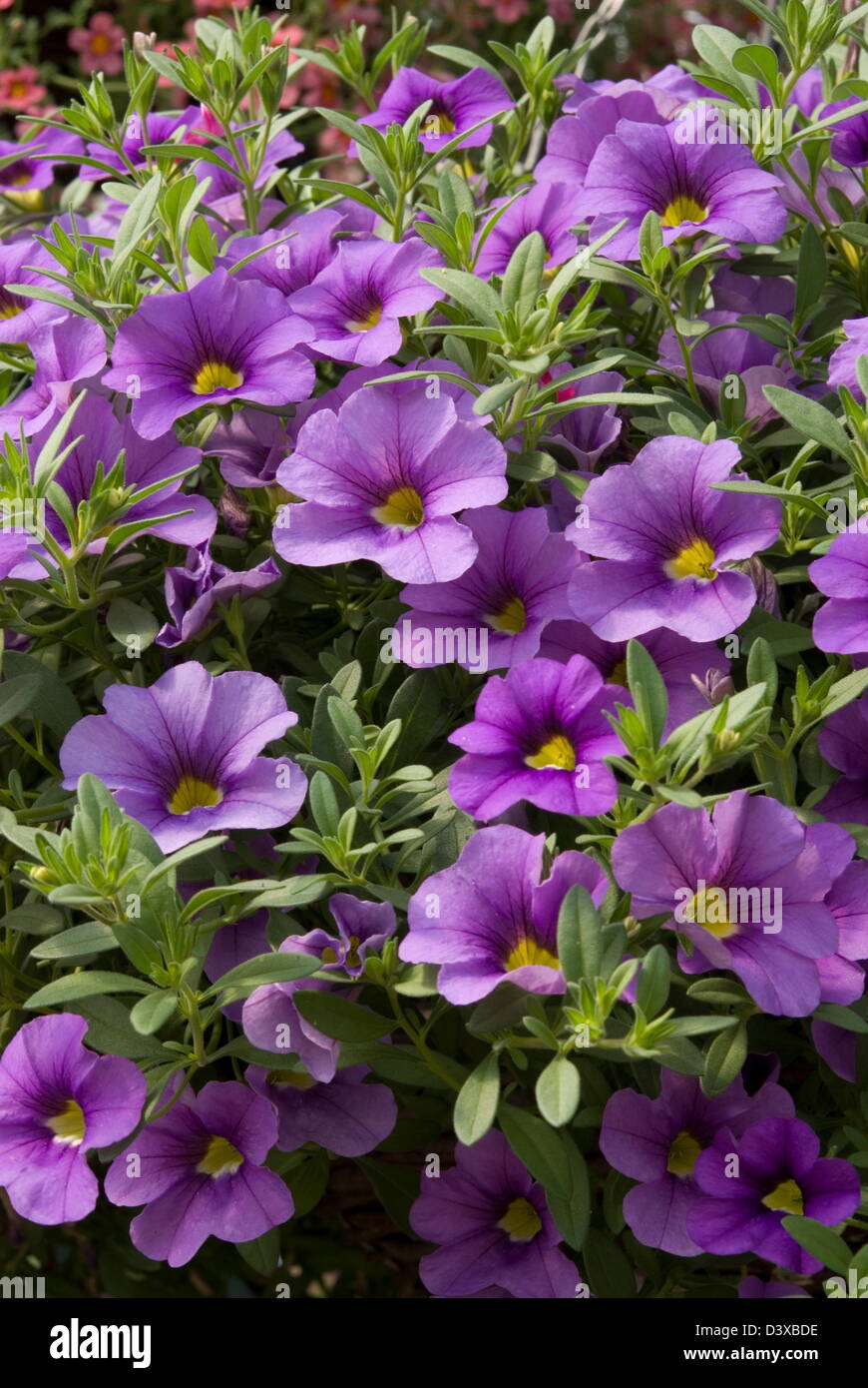 Calibrachoa cabaret lavender hi-res stock photography and images - Alamy