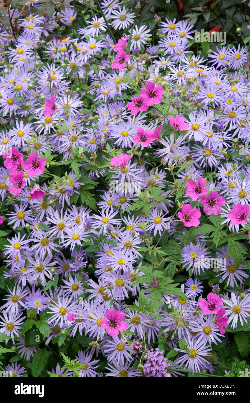 Aster X frikartii 'Monch' with Geranium psilostemon 'Bressingham' Stock ...