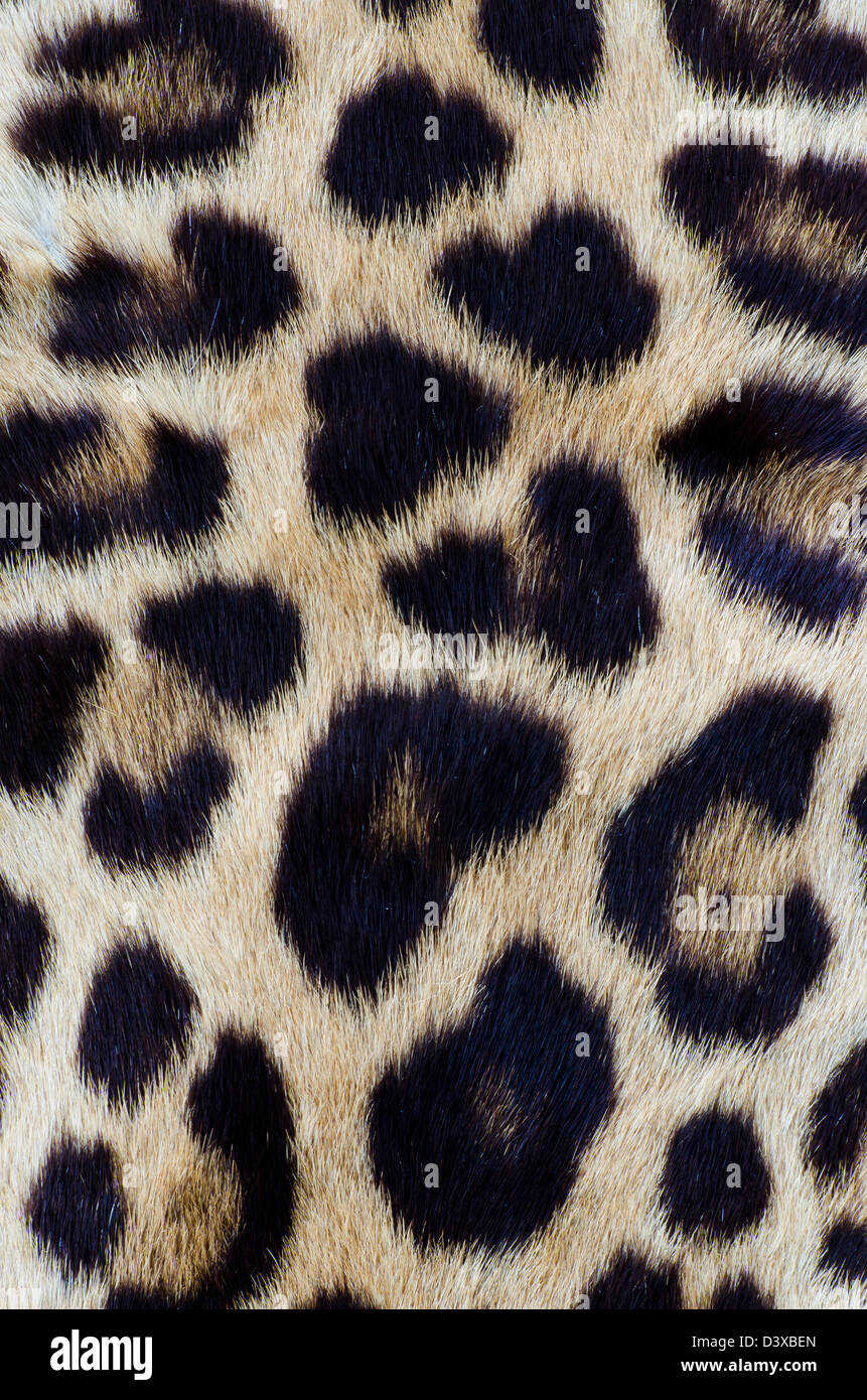Closeup leopard hair for background Stock Photo - Alamy