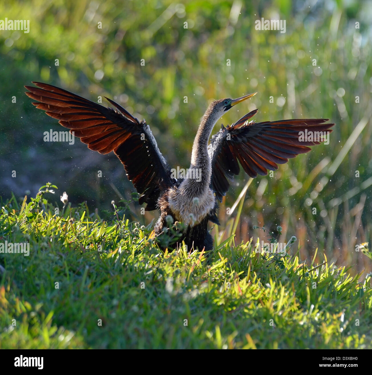 American anhinga hi-res stock photography and images - Alamy