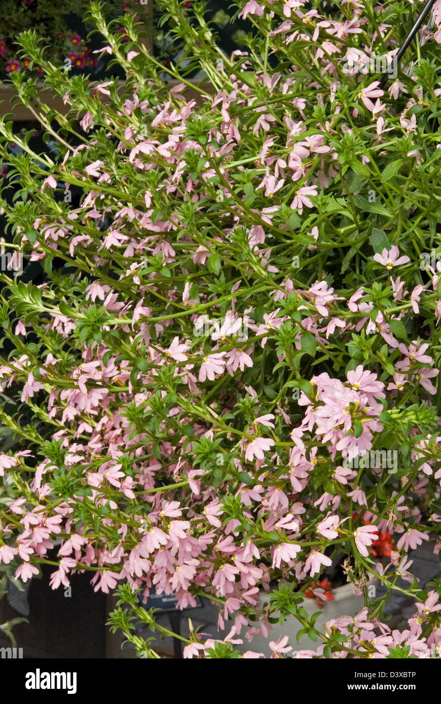 Fairy Fan Flower Stock Photos & Fairy Fan Flower Stock Images - Alamy