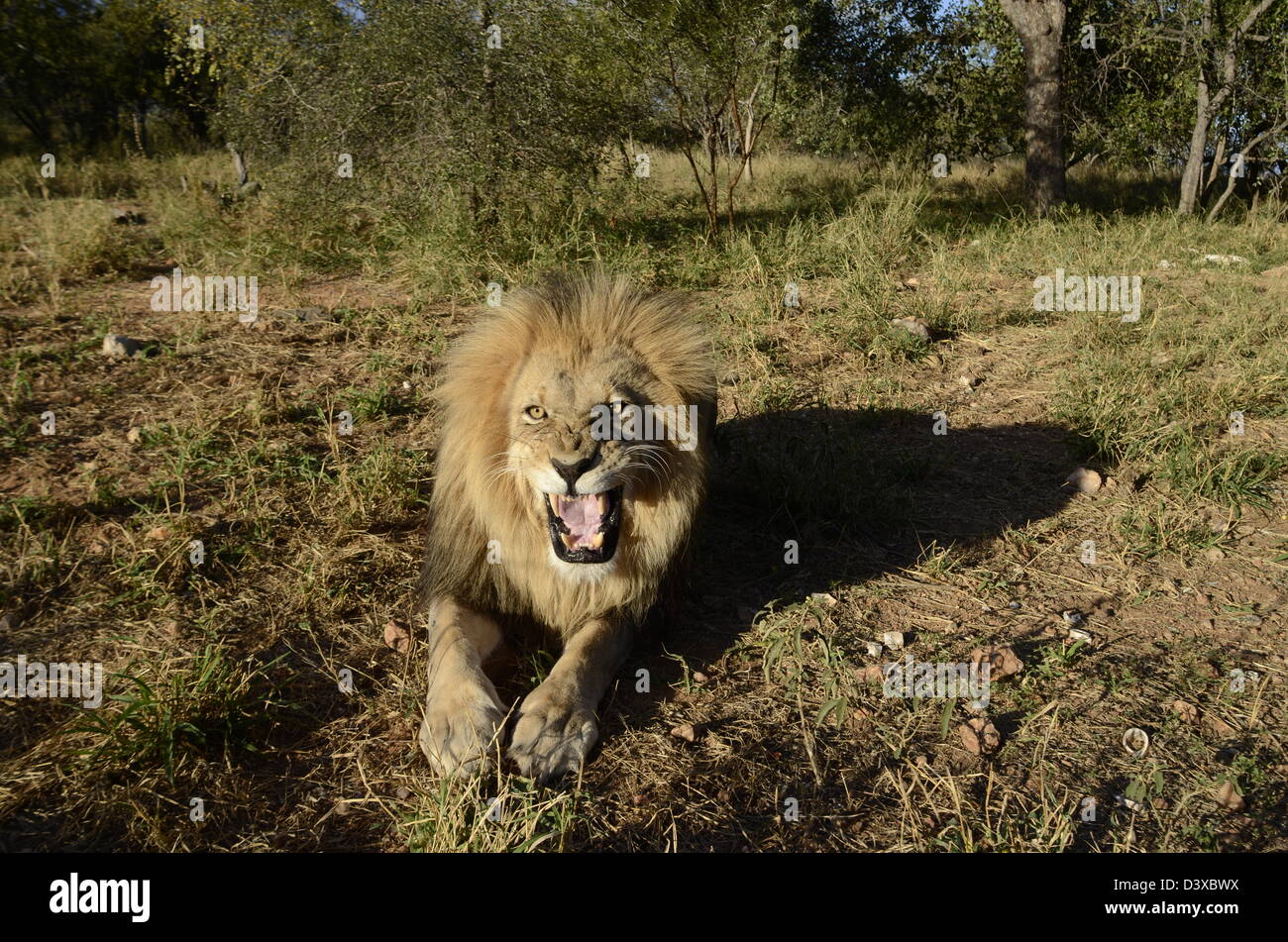 Photos of Africa,Male Lion charging wide angle Stock Photo - Alamy