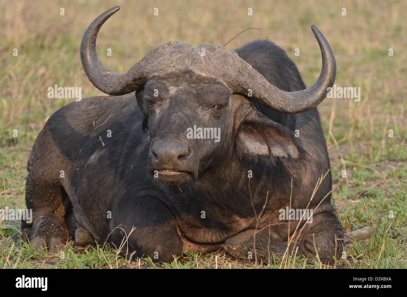 Photos of Africa, Buffalo sitting facing camera Stock Photo - Alamy