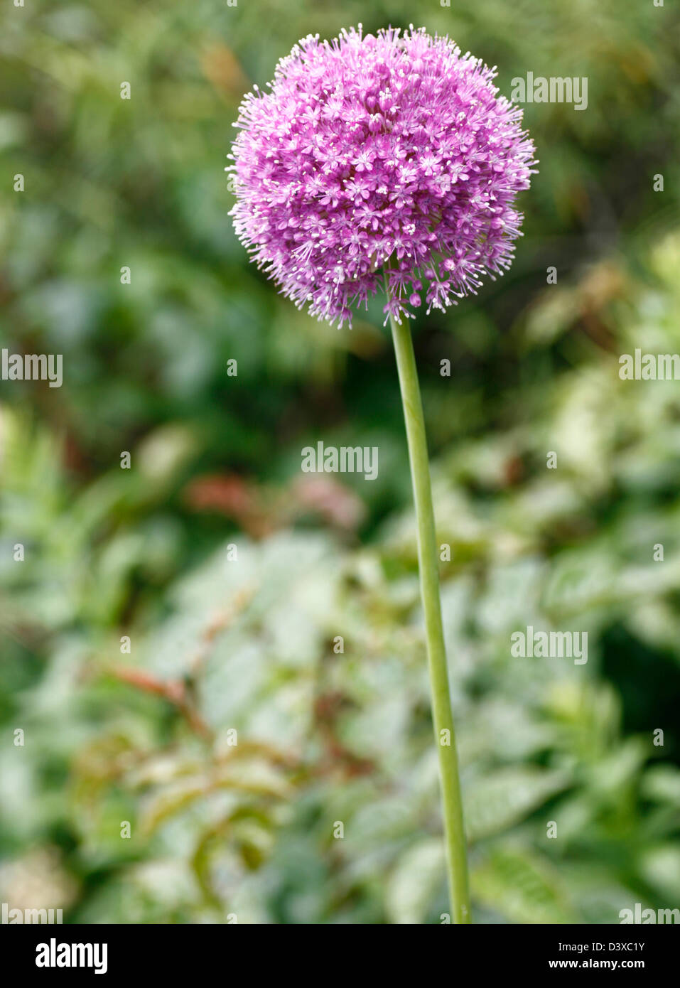 Allium a tall Ornamental onion in pink Stock Photo - Alamy