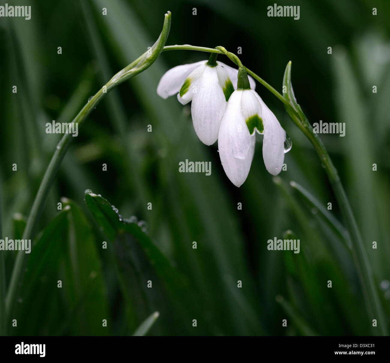 Galanthus ophelia snowdrops hi-res stock photography and images - Alamy