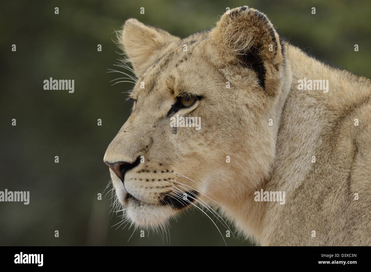 Lion facing hi-res stock photography and images - Alamy