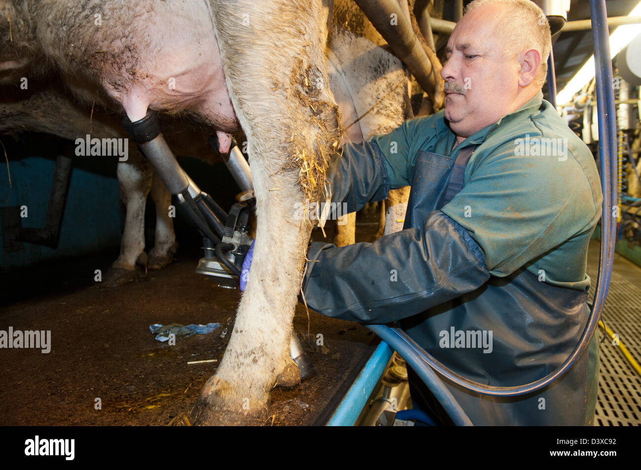 Milking cluster hi-res stock photography and images - Alamy