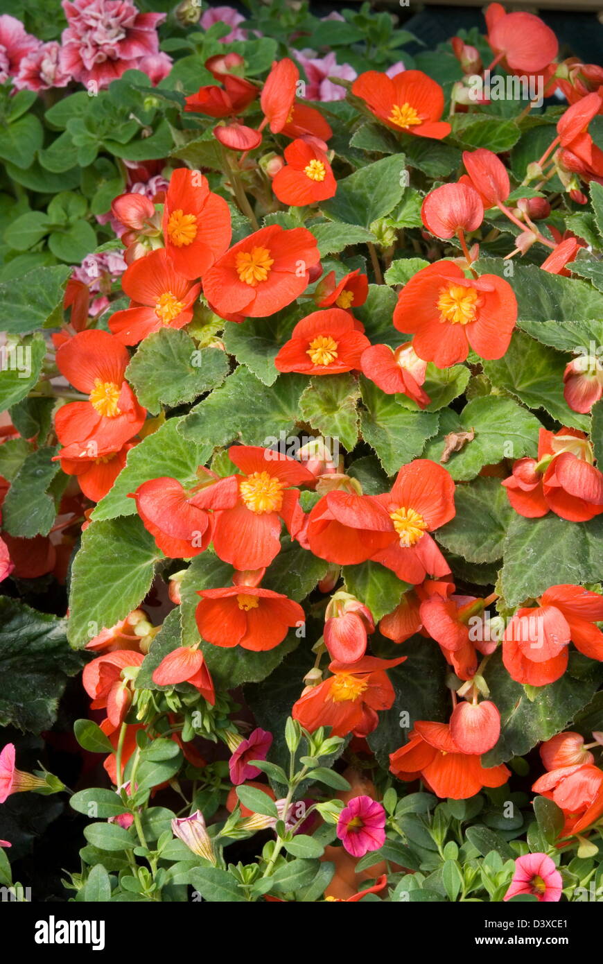 Begonia photos hi-res stock photography and images - Alamy