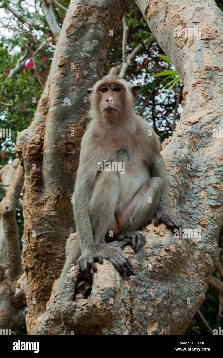 Asian macaque hi-res stock photography and images - Alamy