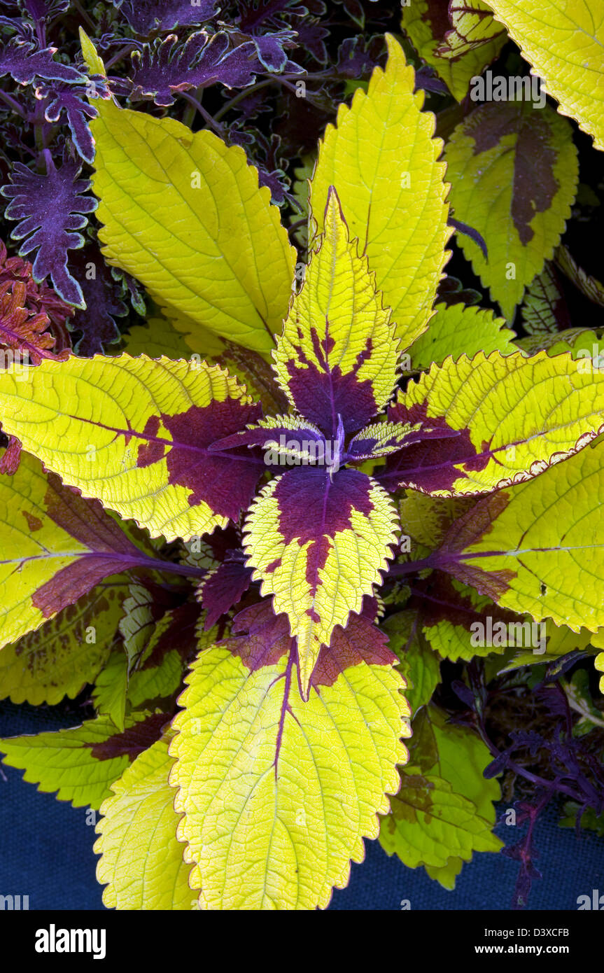 Solenostemon 'Pineapple Beauty'. Syn. Coleus Stock Photo - Alamy