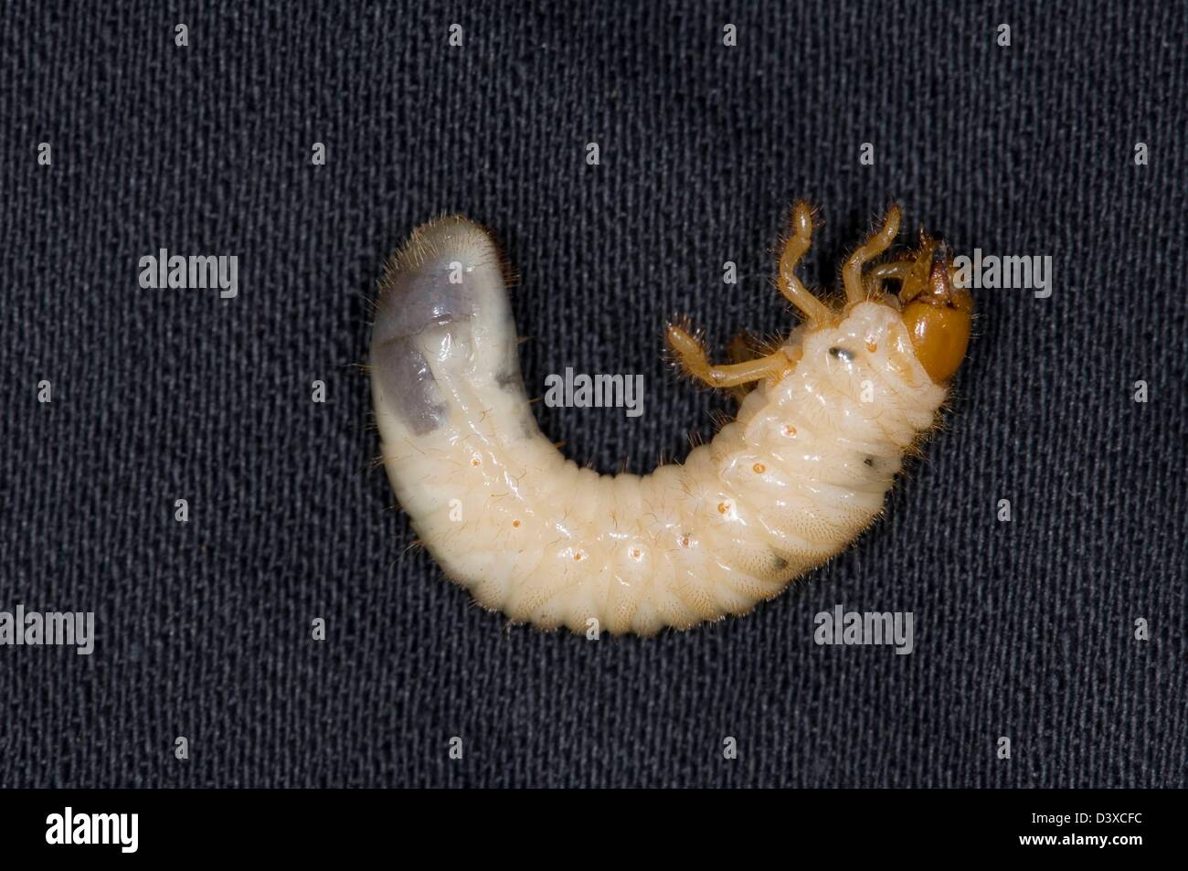 Chafer grub hi-res stock photography and images - Alamy