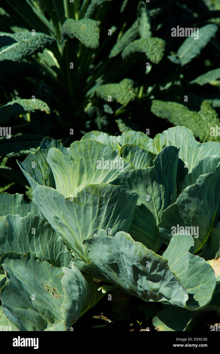 Organic Cabbage plants on a farm Stock Photo - Alamy