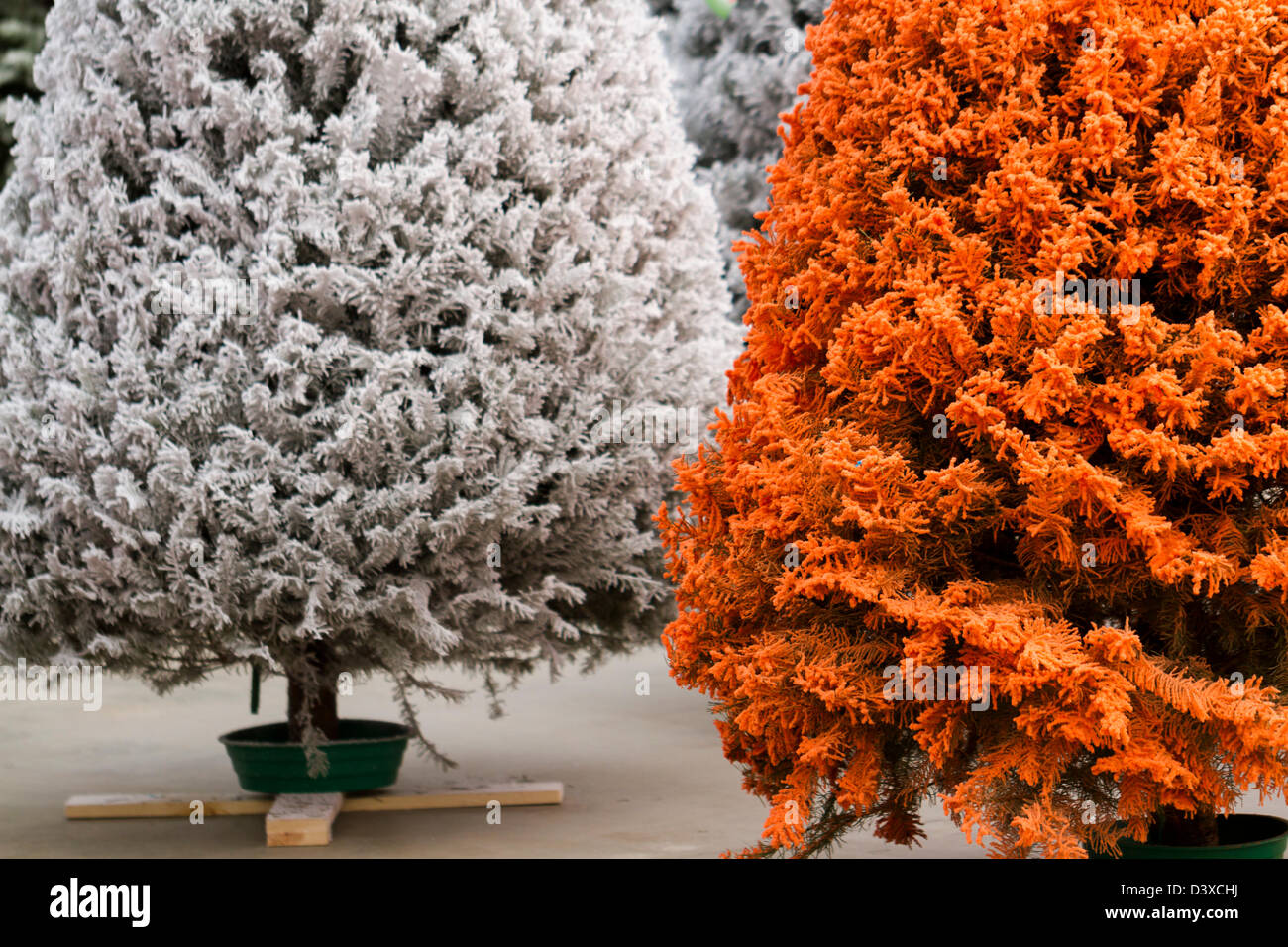 Flocked Christmas Tree with multi colors Stock Photo - Alamy