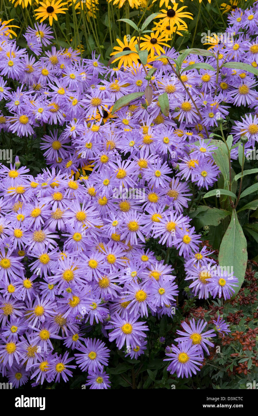 Aster X frikartii 'Monch' AGM Date: 06.11.2008 Ref: ZB907 123798 0002 ...