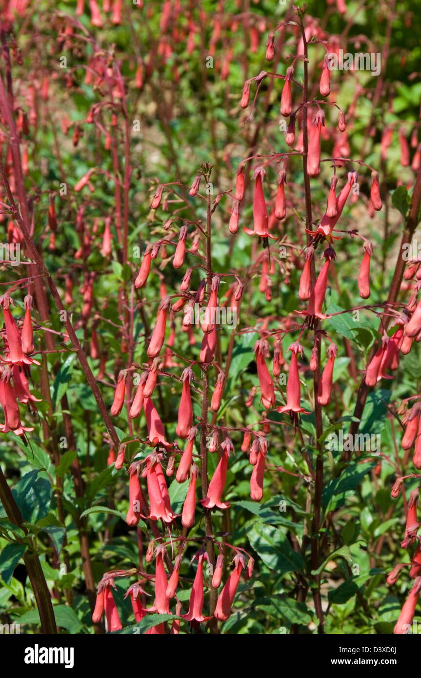 Phygelius Stock Photos & Phygelius Stock Images - Alamy