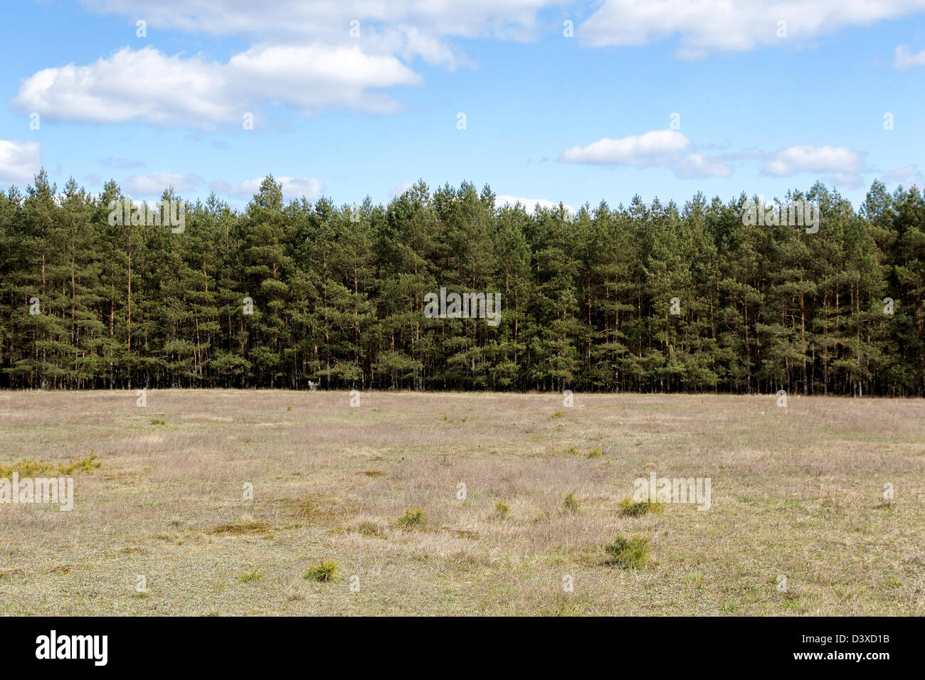 Tree horizon hi-res stock photography and images - Alamy