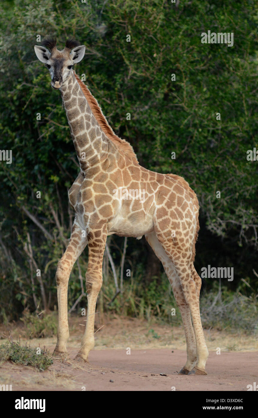 Photos of Africa, Young Giraffe facing camera Stock Photo - Alamy
