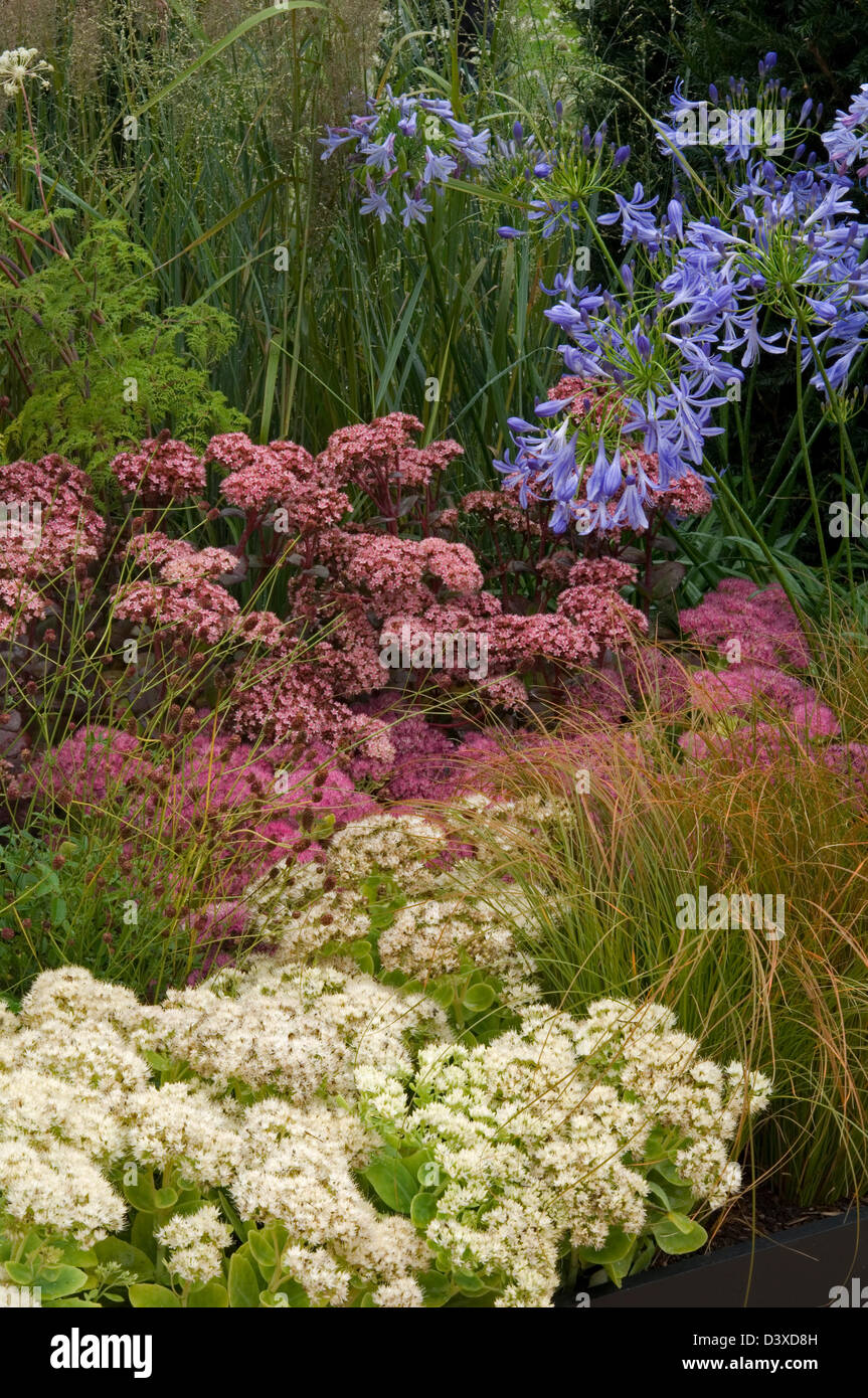 Garden border plants hi-res stock photography and images - Alamy