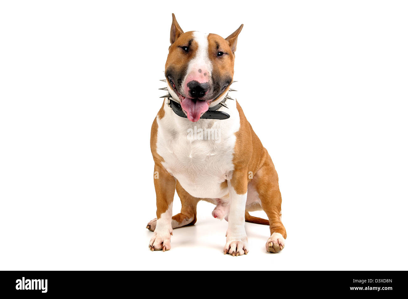 Muscular Bull Terrier